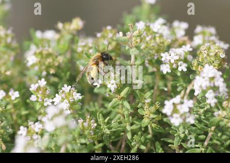 Thymus vulgaris, thyme, bee, on balcony Stock Photo - Alamy