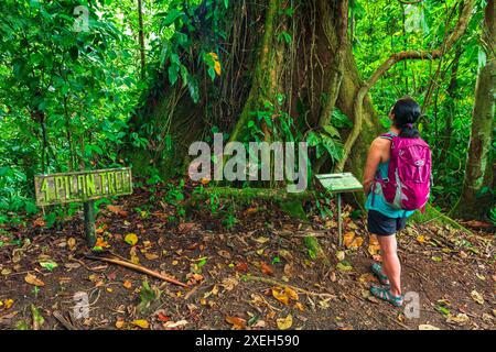 Hiker at a Pilon Tree (Hyeronima alchorneoides) on a jungle trail ...