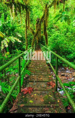 Bridge over a jungle stream, Alajuela Province, Costa Rica Stock Photo ...