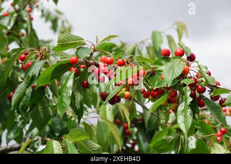 Wild Cherry, Sweet Cherry or Bird Cherry flowers (Prunus avium ...