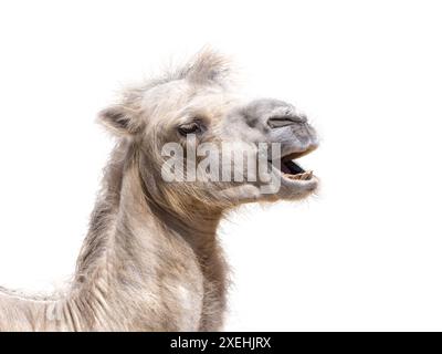 Camel head from the side isolated on a white background Stock Photo - Alamy