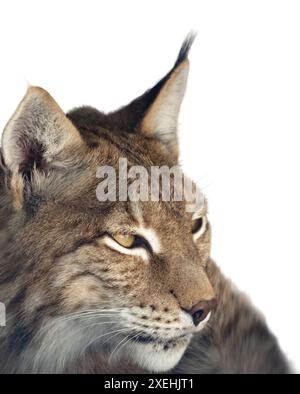 Eurasian Lynx - Lynx in front of a white background Stock Photo - Alamy