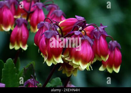 Kalanchoe "Flaming Ka" flowers Stock Photo - Alamy