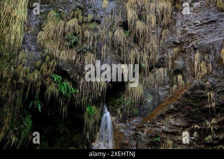 Fonte do Cervo. Devesa da Rogueira, Folgoso do Courel, Lugo, Spain ...