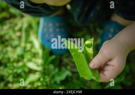 child holding and opening a pea pod, revealing green peas Stock Photo ...