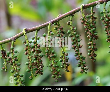 Stachyurus himalaicus, Stachyuraceae. Himalayas and West & Central ...