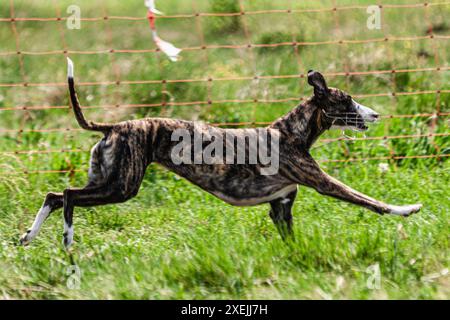 Whippet sprinter dog running and chasing lure on the field Stock Photo ...