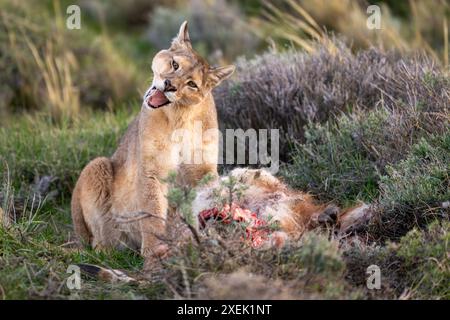 Puma sits opening mouth by dead guanaco Stock Photo - Alamy