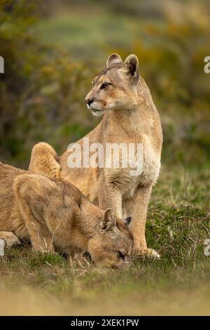Puma (Puma concolor) sits by another drinking in scrubland in Torres ...