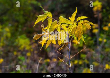 Autumnal leaves of an ash-leaved maple Acer negundo tree in the autumn ...