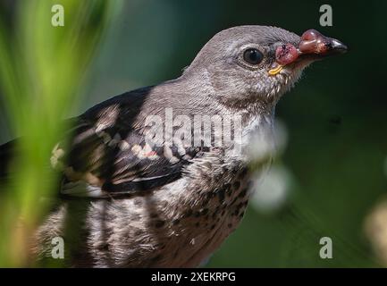 A Northern Mocking bird with avian cancer Stock Photo - Alamy