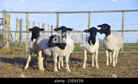 Beautiful group of dorper sheep on the farm Stock Photo - Alamy