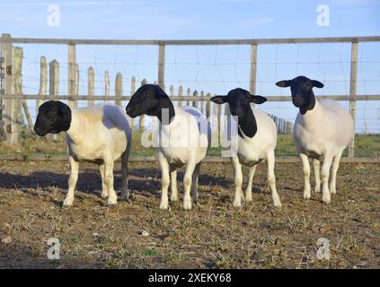 Beautiful group of dorper sheep on the farm Stock Photo - Alamy