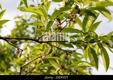 Green almonds nuts ripening on tree in summer, cultivation of almond ...