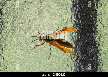 Detailed view of reddish-brown Polistes gigas. on transparent window ...