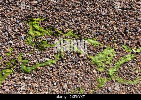 Dry green algae lies on Baltic sea coast, top view. Natural background ...