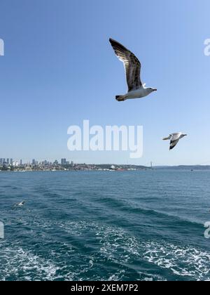 Seagulls flying in sky in Istanbul of Turkey Stock Photo - Alamy