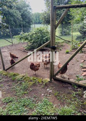 Hen behind the fence on the farm yard. Close up Stock Photo - Alamy