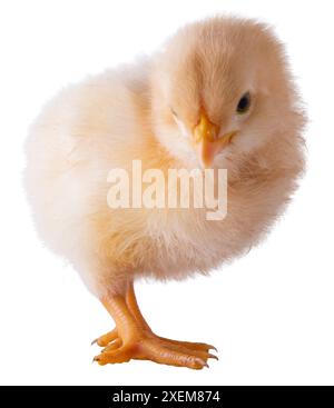 Bright yellow buff Orpington chicken chick standing next to a broken ...