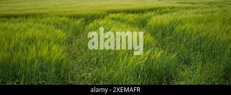 Corn Field near Chapel Porth Wheal Coates St Agnes Stock Photo - Alamy