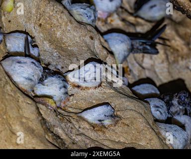 White-nest Swiftlets (Aerodramus fuciphagus), or edible-nest swiftlet ...
