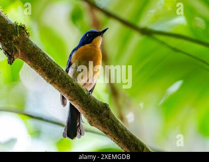 Bornean Blue Flycatcher (Cyornis superbus) in Sabah, Borneo, Malaysia ...