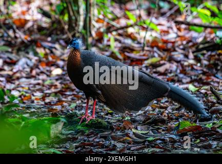 A male Great Argus Pheasant (Argusianus argus) foraging in forest ...