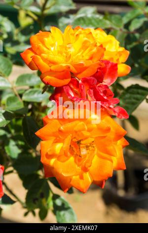 rosa irish eyes dicwitness floribunda rose roses pink yellow orange ...