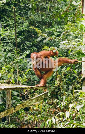 Ape in a forest in Mount Halimun Salak National Park in Indonesia; West ...