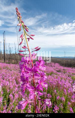 Stunning Fireweed flower seen in close up with blurred background Stock ...