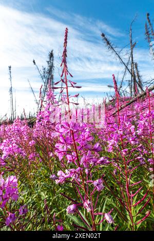 Stunning Fireweed flower seen in close up with blurred background Stock ...