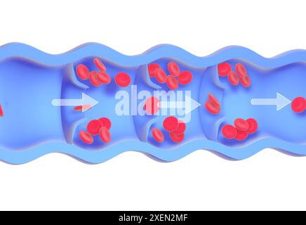 3d illustration of the varicose vein system. Transparent glass anatomy ...