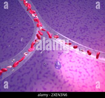 Anatomical 3d illustration transparent capillary vessel on organic ...