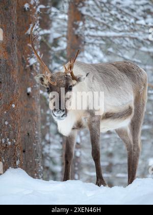 Reindeer in deep snow during the arctic winter. Reindeer Farm near Pyha ...