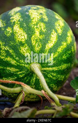 Watermelon on vine, watermelon growing in the garden closeup Stock ...