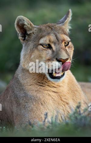 Close-up of puma (Puma concolor) lying wide-eyed in grass in Torres del ...