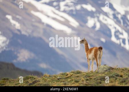 Guanaco stands on bushy hilltop turning head Stock Photo - Alamy