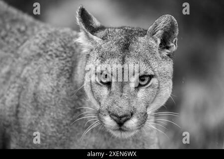 Monochrome close-up of puma (Puma concolor) lying amongst bushes in ...