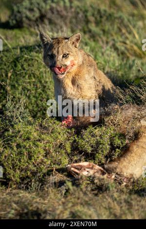 A Puma (Puma concolor) eating a Guanaco near Torres del Paine, Chile ...