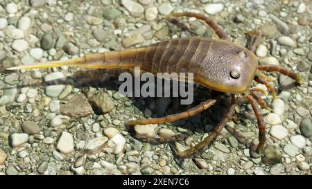 An illustration of the extinct Eurypterid Kokomopterus on a pebble ...