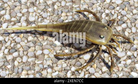 An illustration of the extinct Eurypterid Kokomopterus on a pebble ...