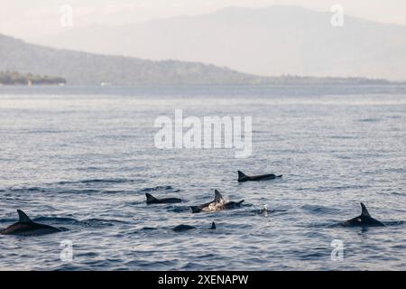 Fins and backs of dolphins as they surface at twilight in the Celebes ...