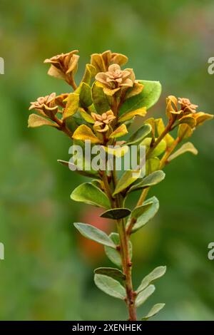 coastal plain staggerbush (Lyonia fruticosa), Plantae, Pasco, Florida ...