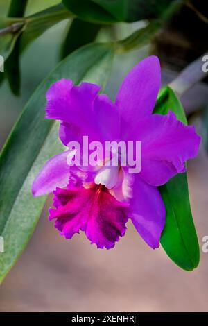 Crimson Cattleya or Ruby-lipped Cattleya (Cattleya labiata Candida ...