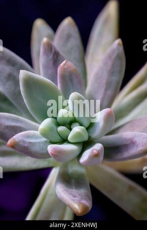Succulent rosette. Graptosedum Francesco Baldi and Lenophyllum Guttatum ...