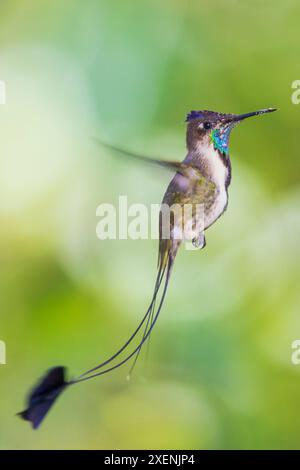 Marvelous spatulation hummingbird in flight in northern Peru Stock ...