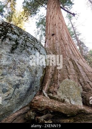 Giant sequoia growing against and over big boulder, Sequoia National ...