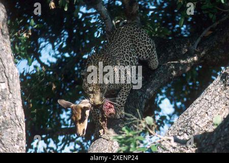 Leopard, Panthera pardus, with head of Bushbuck antelope, Tragelaphus ...