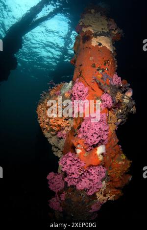 Pilings under the Edithburgh Jetty, South Australia Stock Photo - Alamy