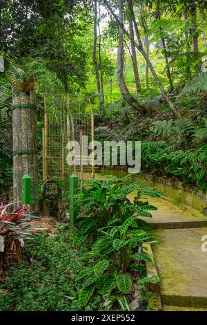 The Fern Walk at Penang Hill, Penang, Malaysia Stock Photo - Alamy